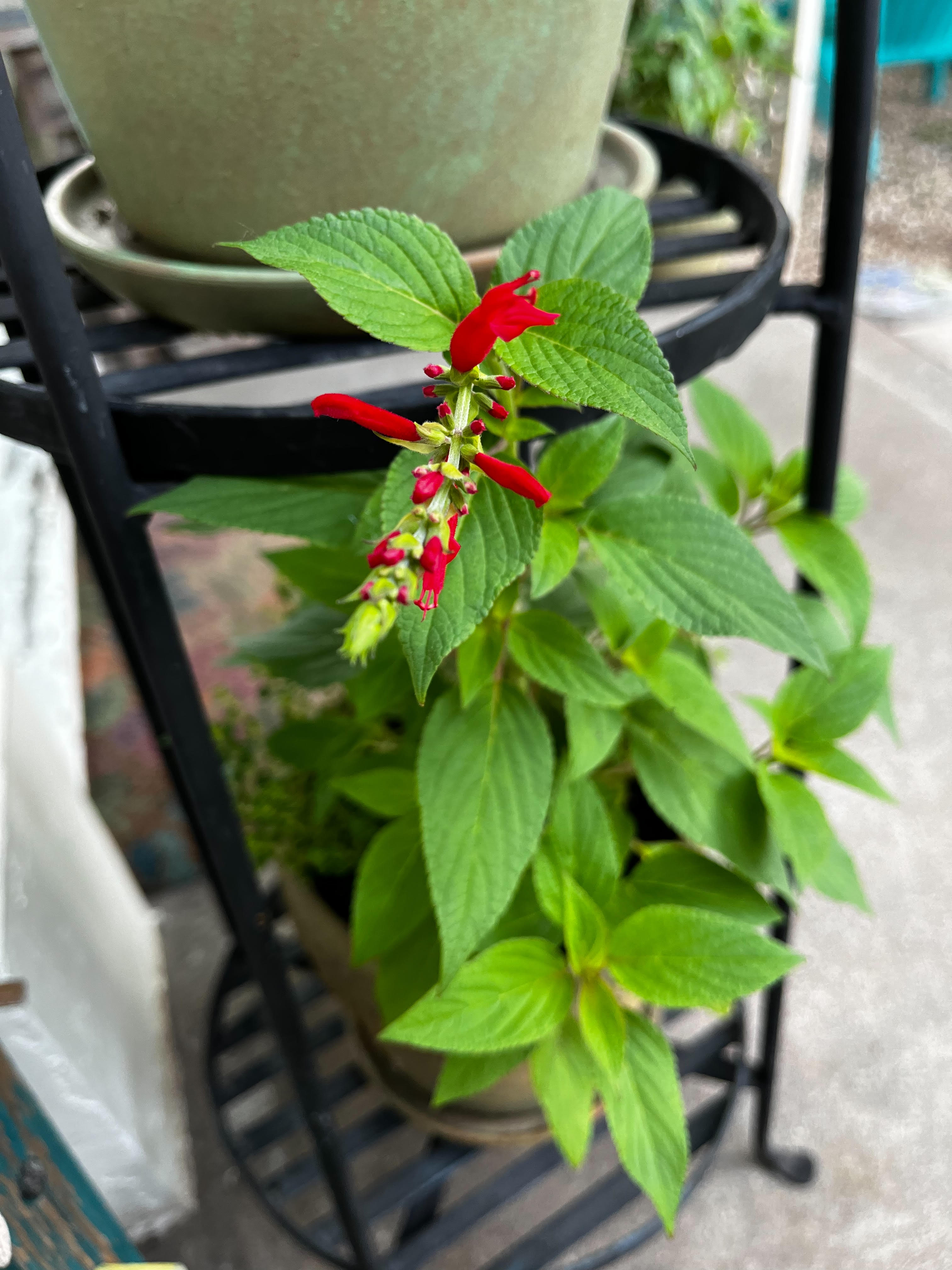 How My Garden Grows These Days | Deanna Greens and Garden Art